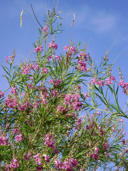 Barefoot Swan: Desert Willow & Palo Verde