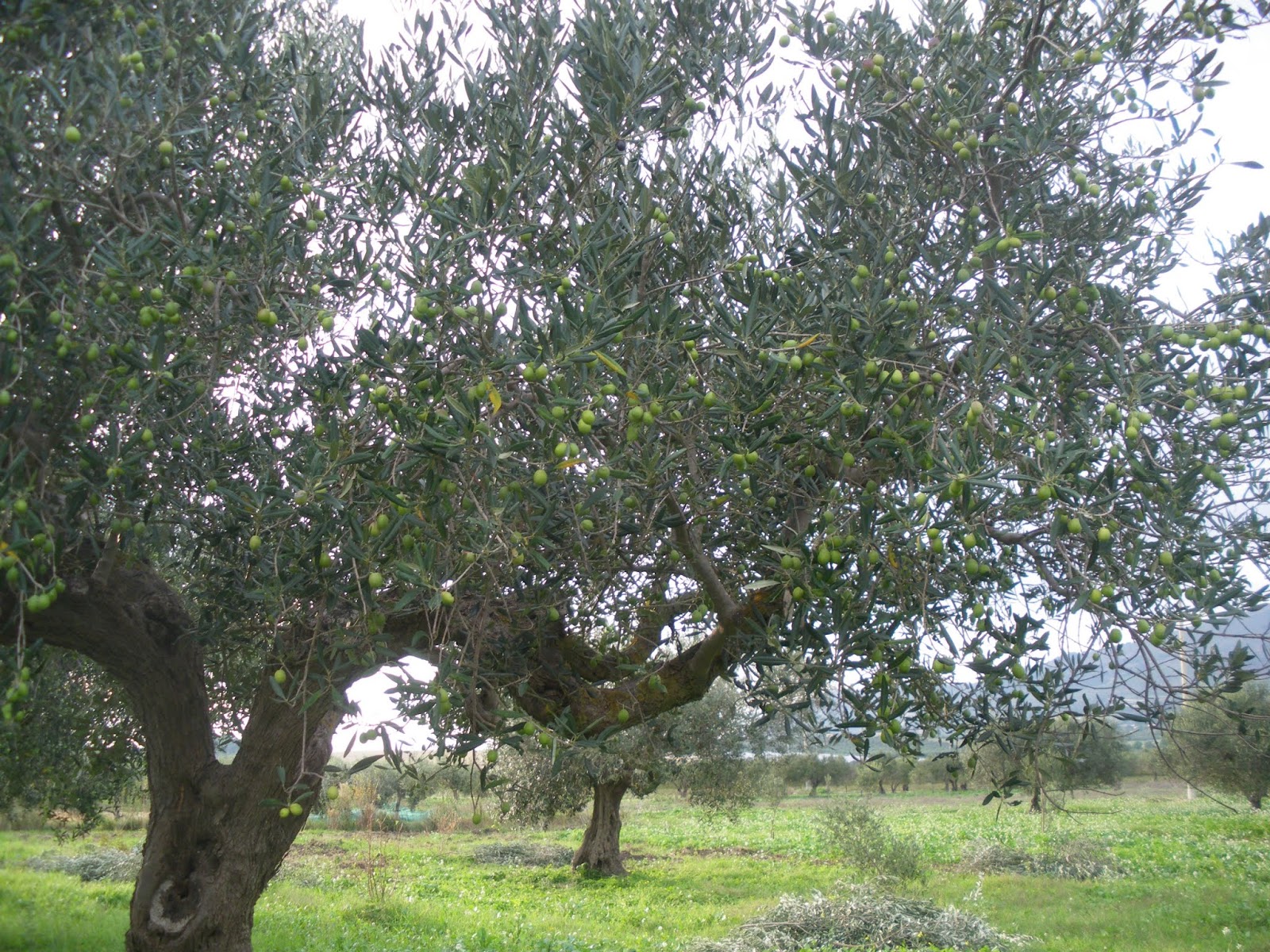 Trapani, una falce sul mare: La coltivazione dell'ulivo