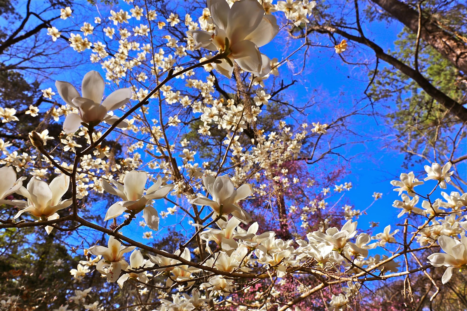 Sweet Southern Days: Early Springtime