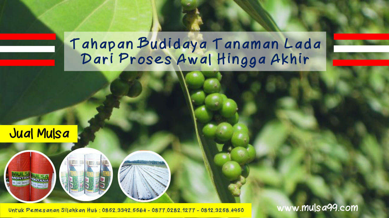 Tahapan Budidaya Tanaman Lada, Dari Proses Awal Hingga Akhir! | Hama ...