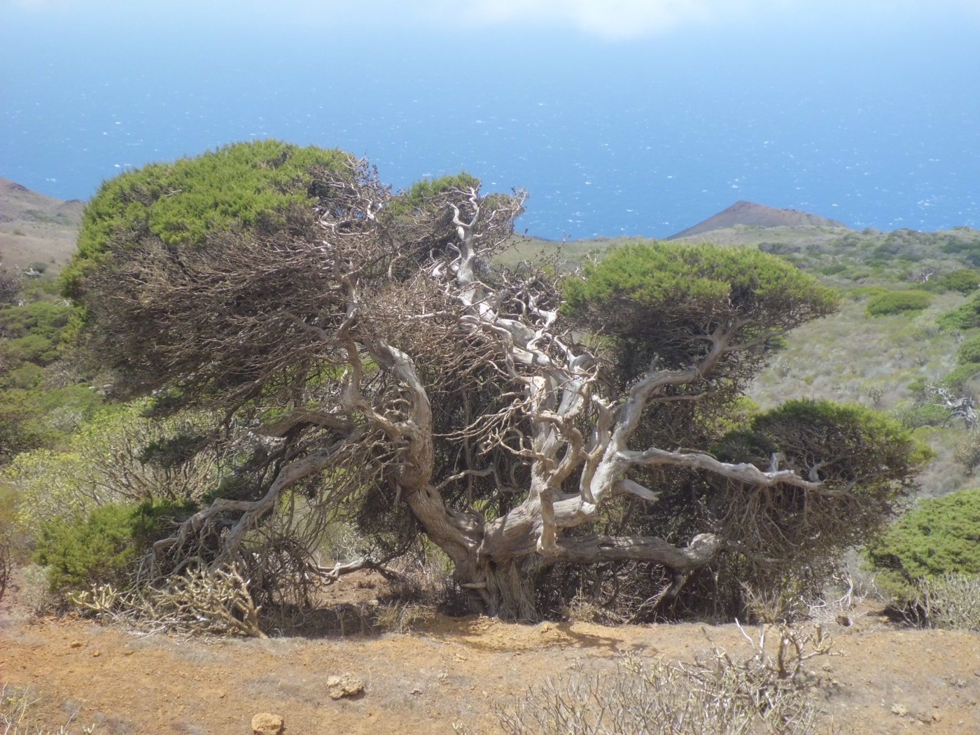Taller: “Conocer el bosque termófilo: planta a planta”