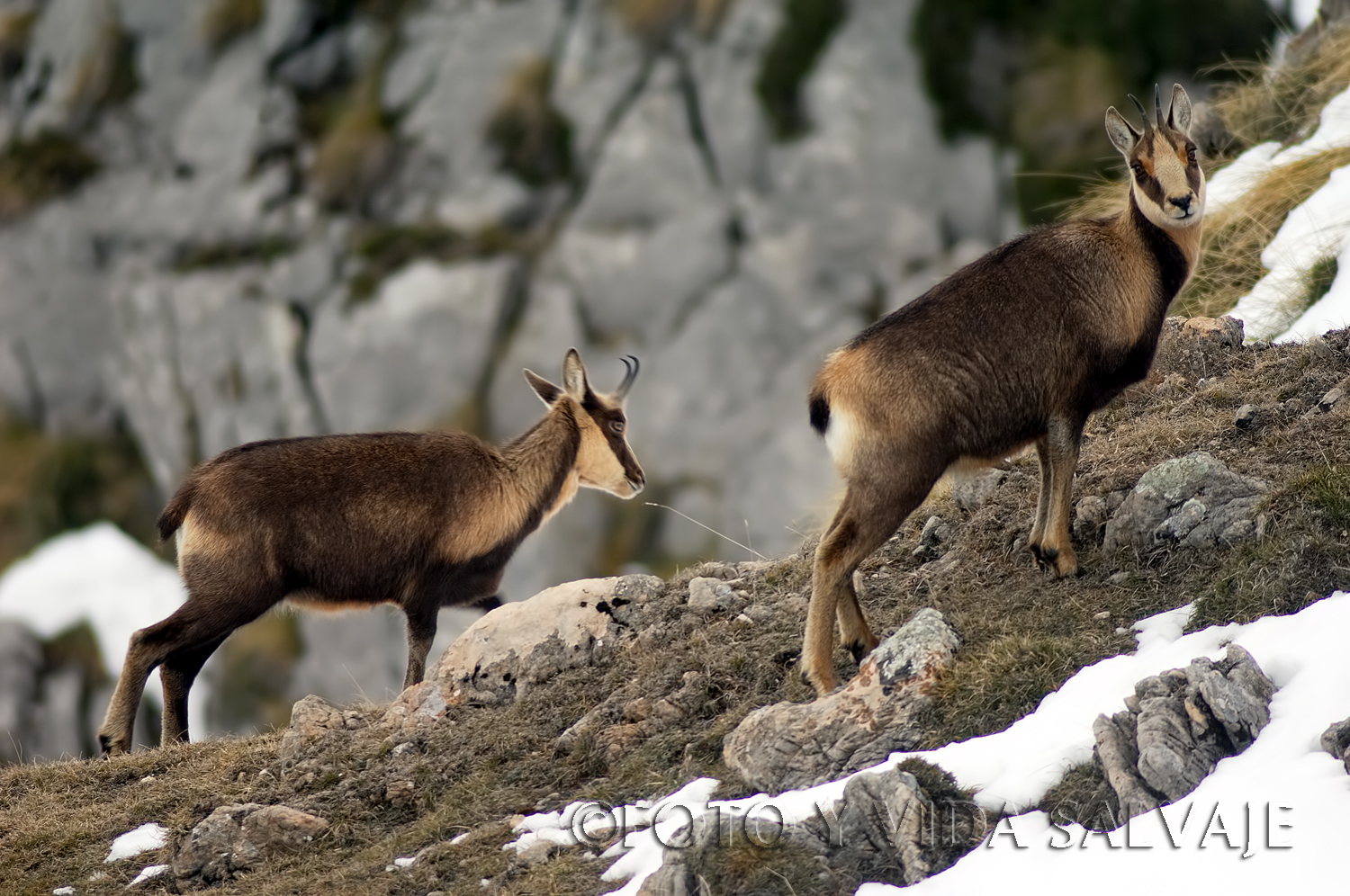 FOTO Y VIDA SALVAJE: El rebeco cantábrico (Rupicapra pyrenaica parva)