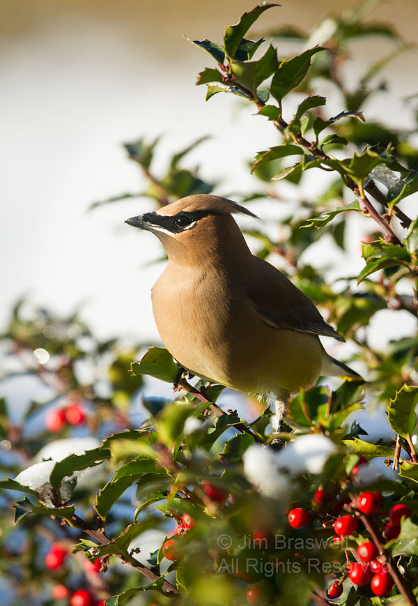 Birding Is Fun!: My Wintering Bird Magnet