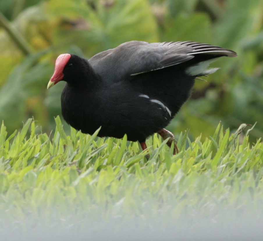 The Birdist: Hawaiian Birds and Wildlife Mega Photo Post