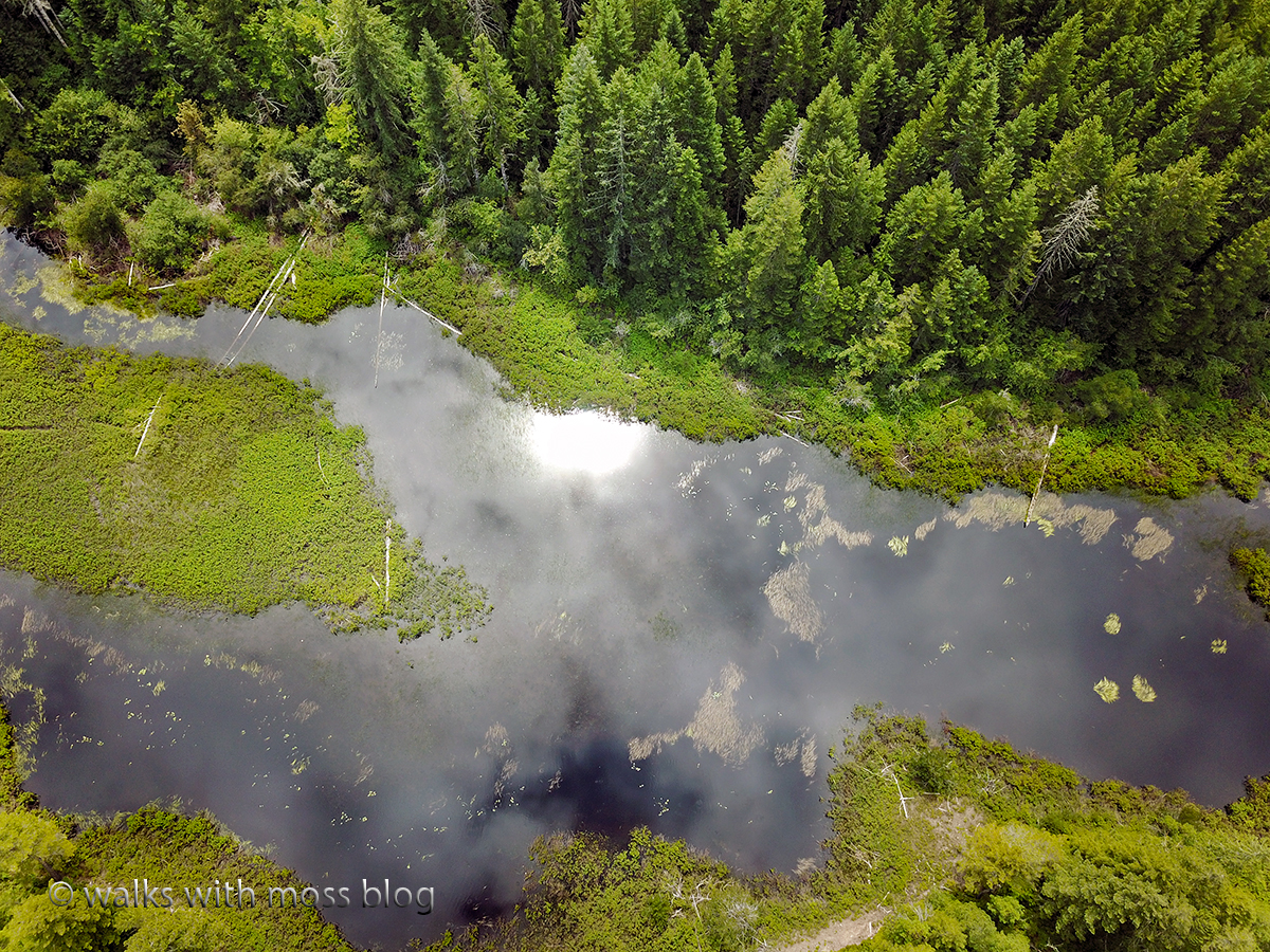 Walks with Moss: Boundary Lakes