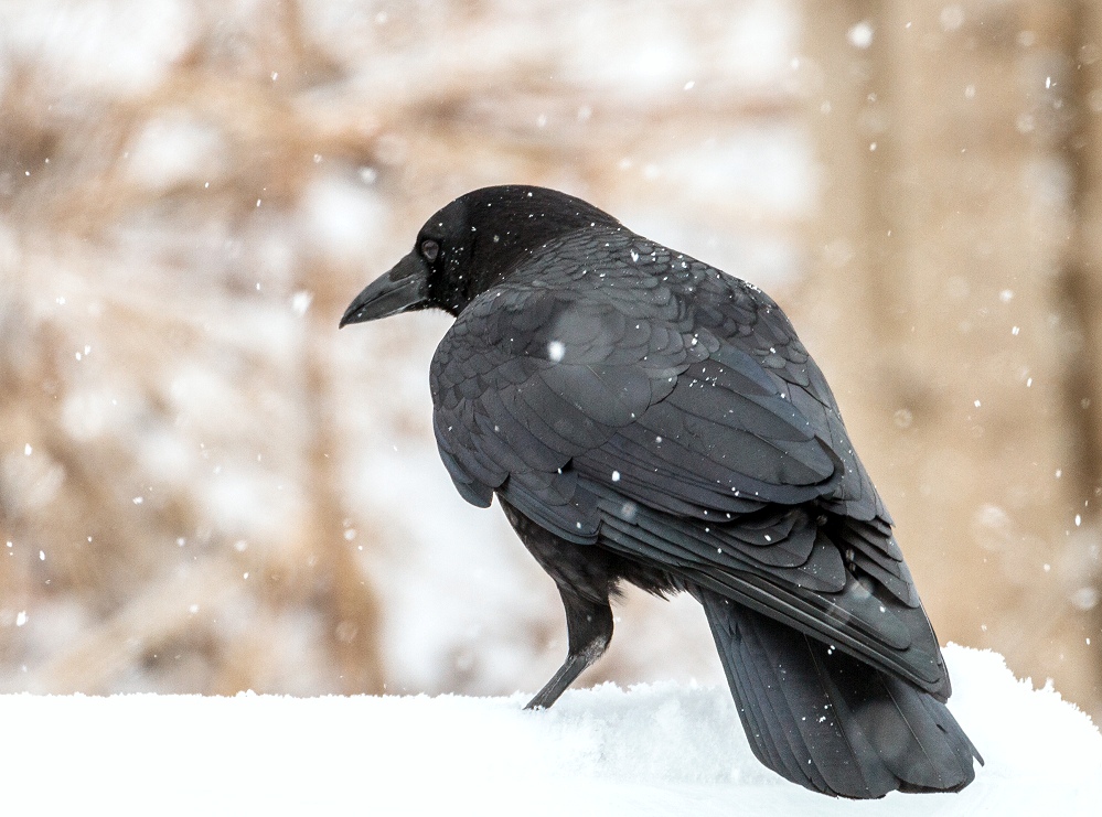 Bitstop: Crows in the Snow