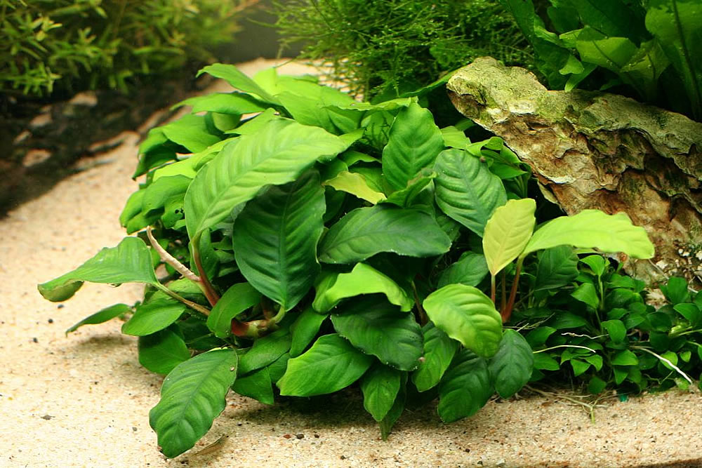 Mengenal anubias barteri var. cofeefolia ~ Aquascape Batang
