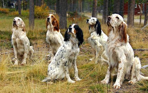 Everything about your English Setter - Luv My Dogs