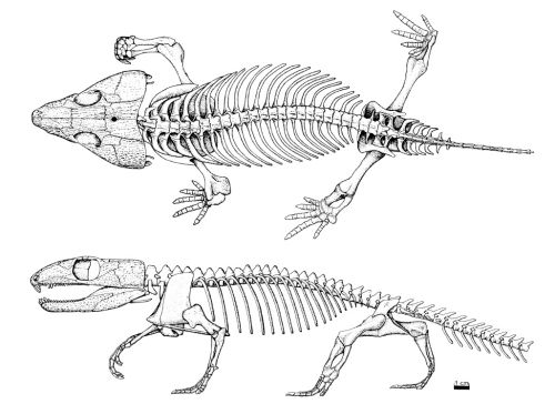 Escenarios prehistóricos: Captorhinus