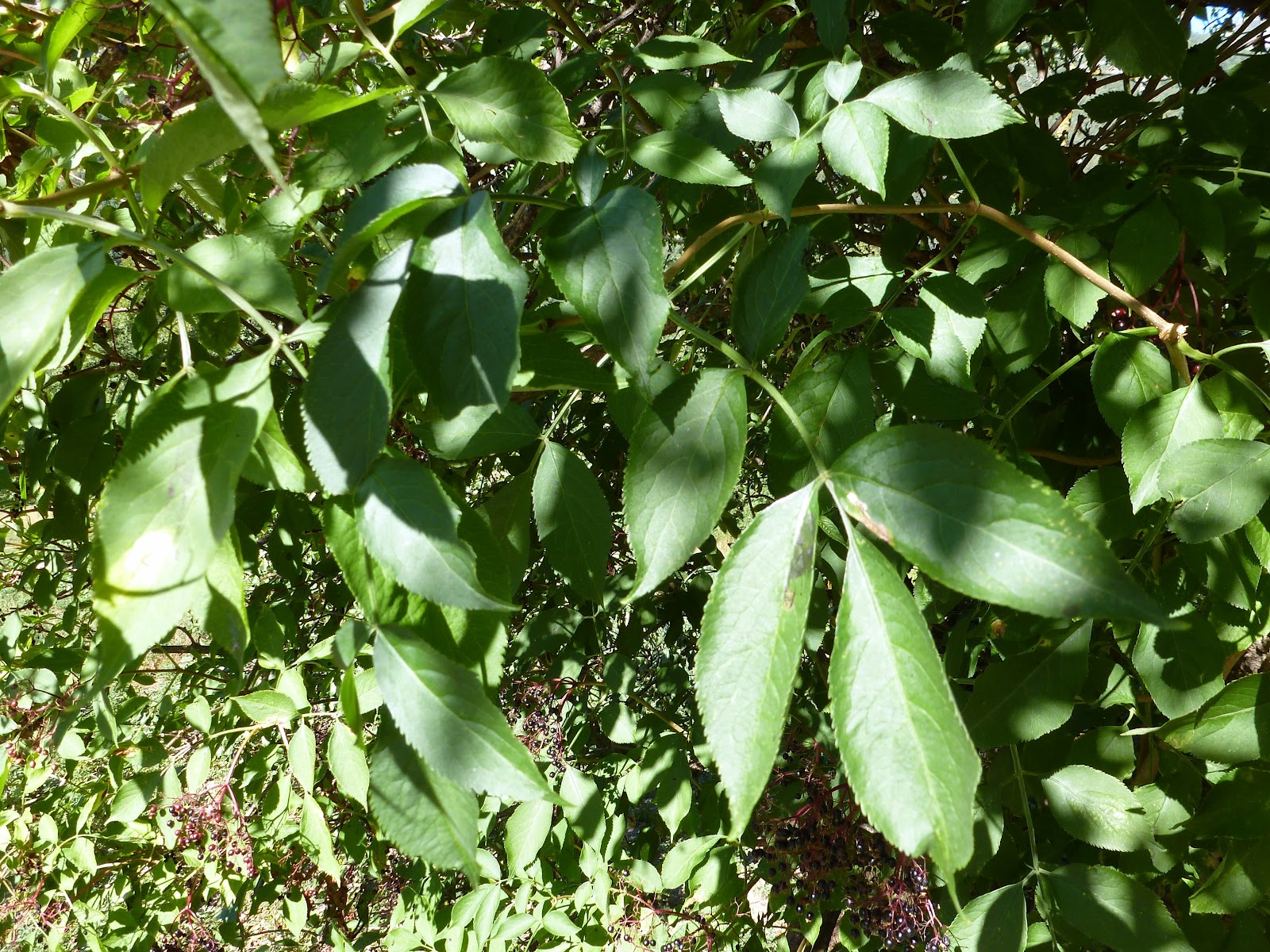 Árboles con alma: Saúco. Saüc. (Sambucus nigra)