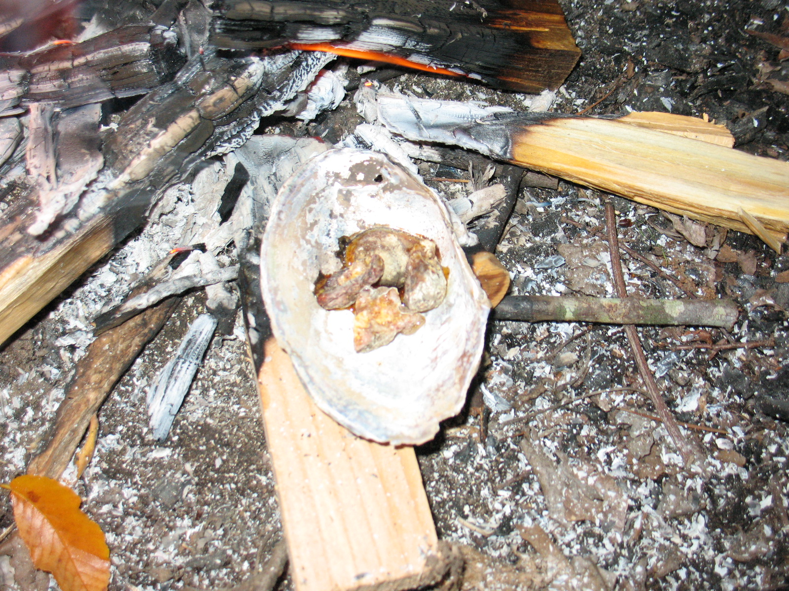 Sensible Survival: How to Make Pine Pitch Glue