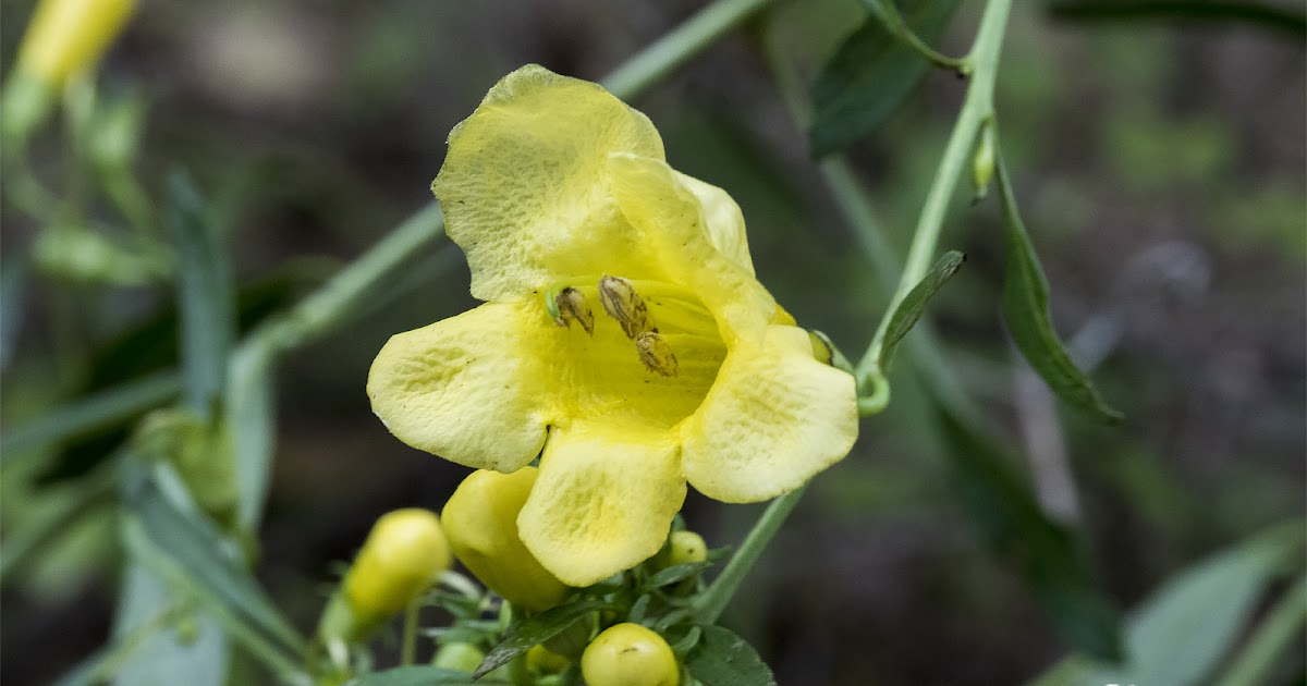 "What's Blooming Now" : Spreading Yellow False Foxglove (Aureolaria patula)