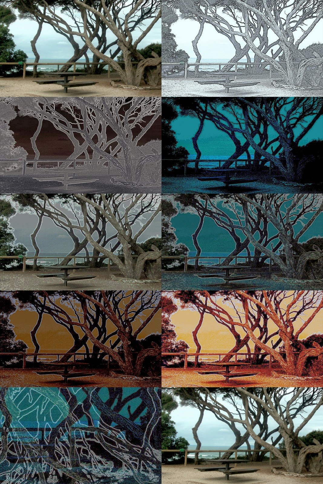 Geelong Visual Diary: Ti-trees at Point Lonsdale