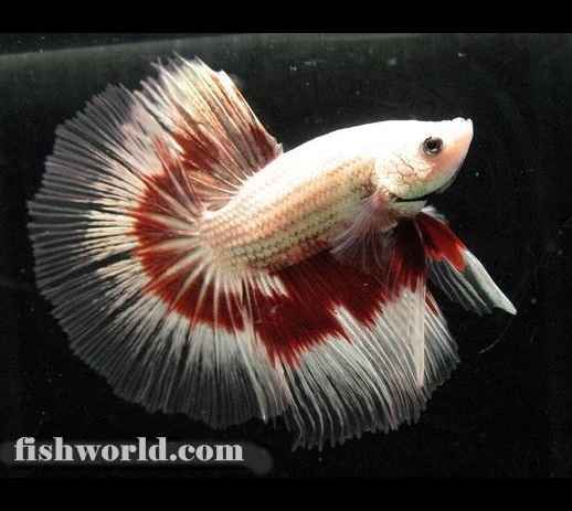 Types of Freshwater Ornamental Fish | FISH WORLDs.com