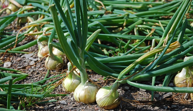 Budidaya Bawang Merah Yang Mudah Dan Simpel ~ Tips Kesehatan