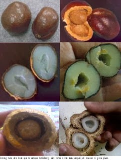 Berkah makanan SUNNAH: Khasiat Buah Zuriat dan Debunga Kurma