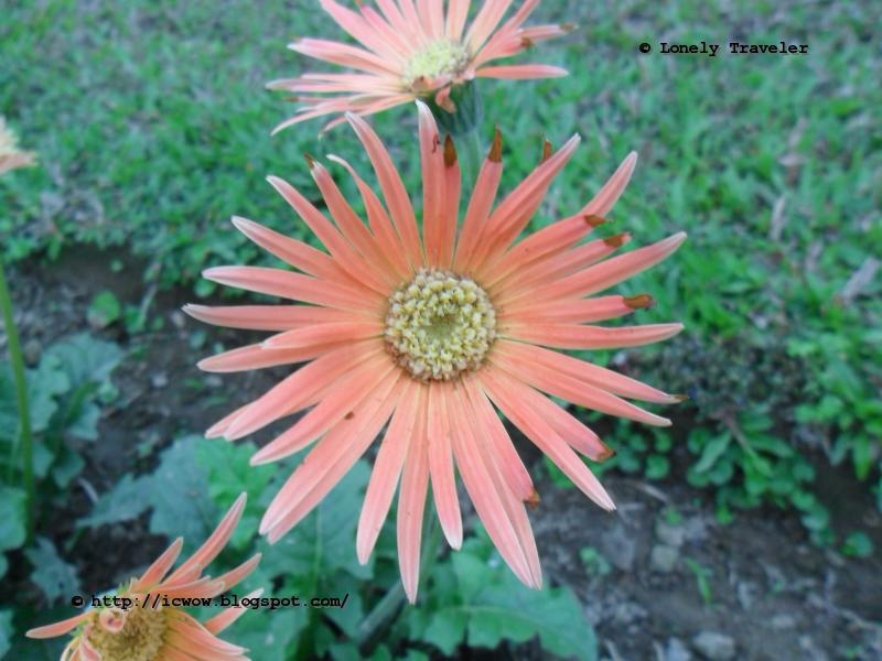 Gerbera Flower(জার্বেরা ফুল) - Gerbera hybrida