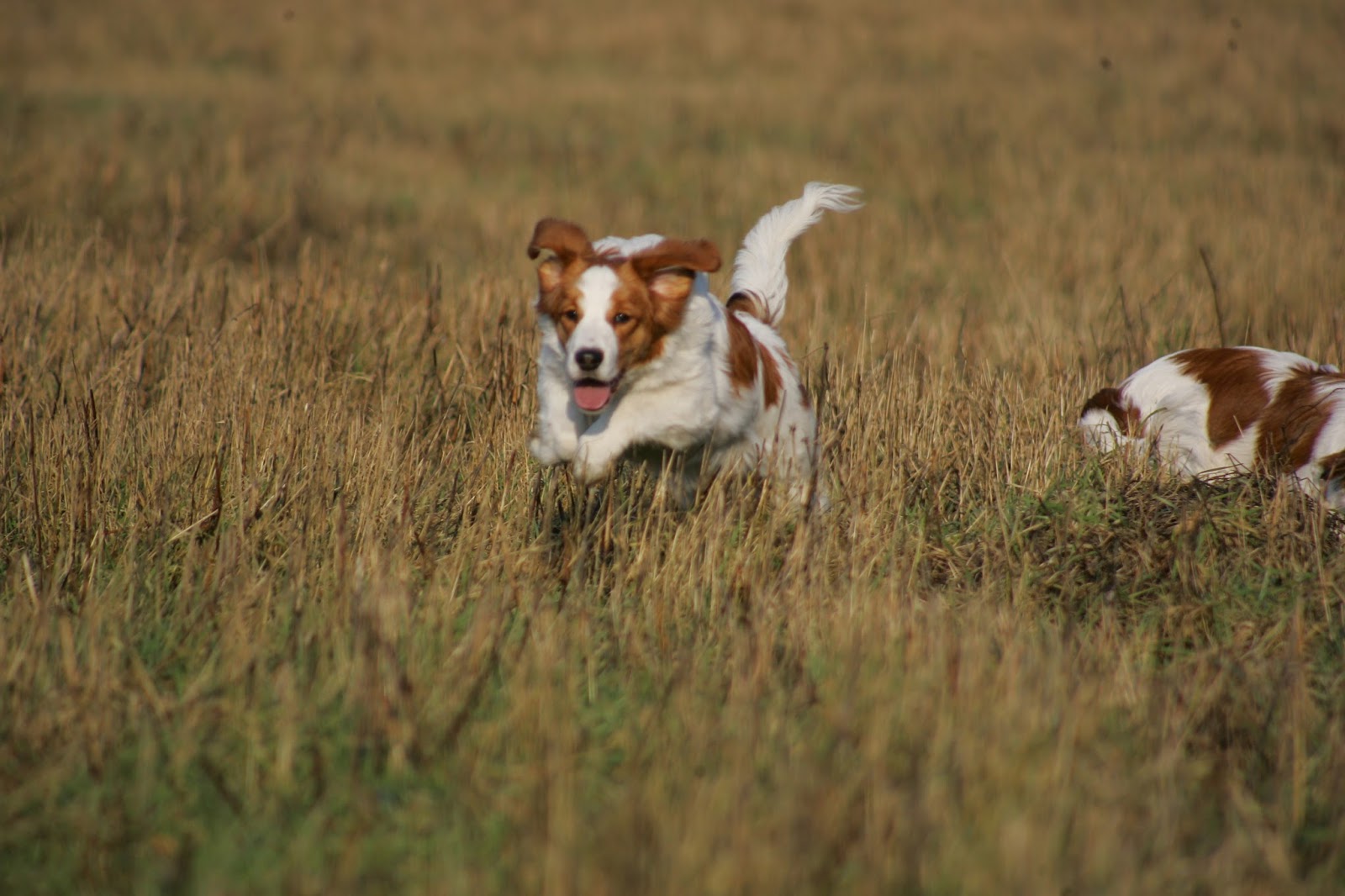 PsieLobby: Kookier Psy