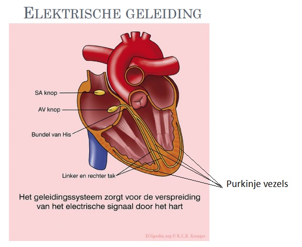 Cardiologie: geleiding// - Acute Zorg Blog