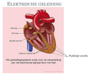 Cardiologie: geleiding// - Acute Zorg Blog