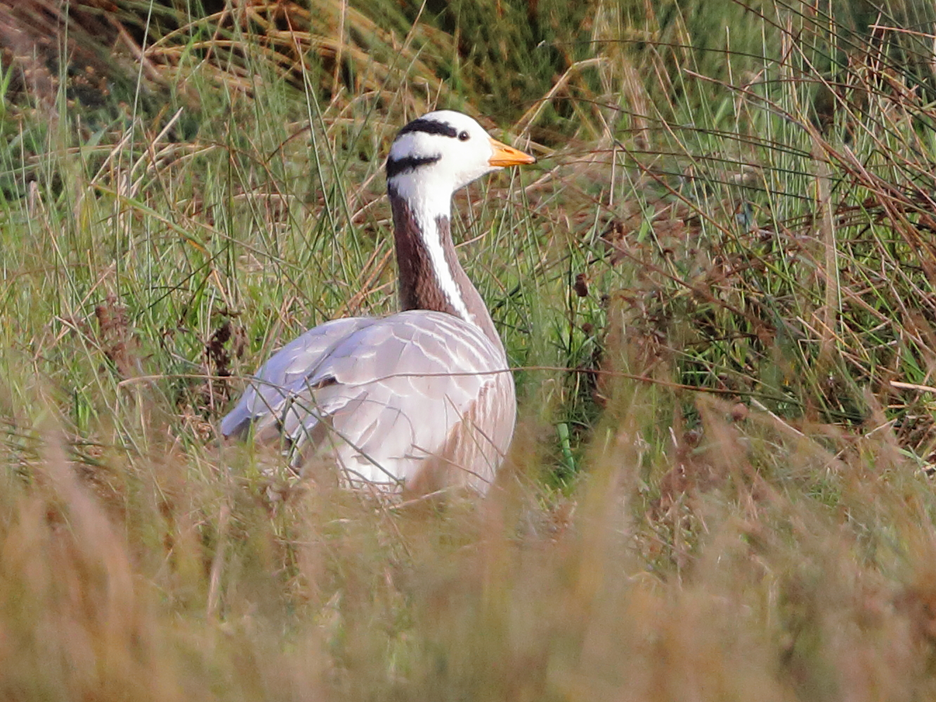 CAMBRIDGESHIRE BIRD CLUB GALLERY: Bar-headed Goose