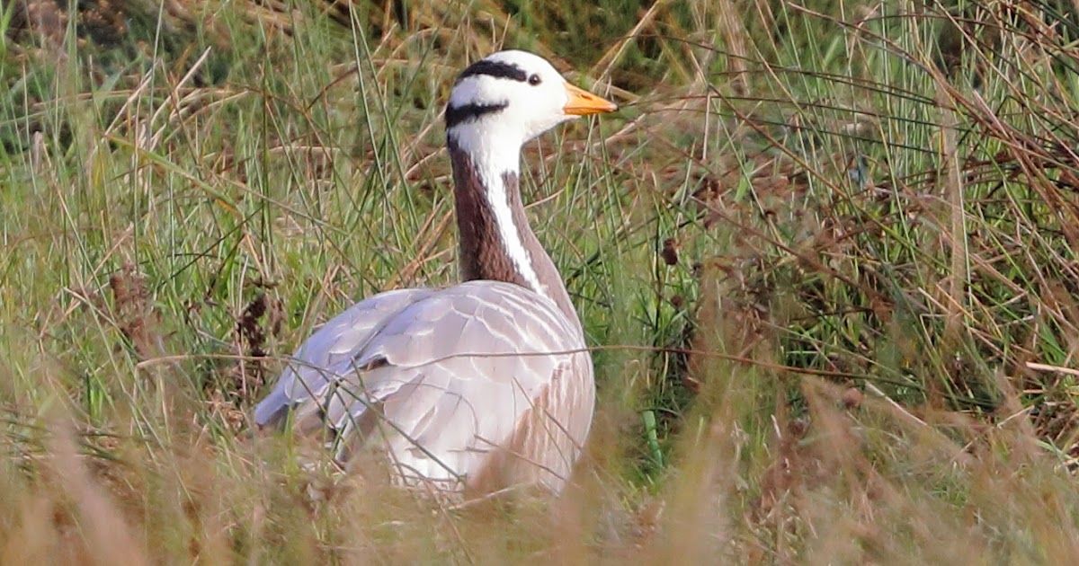 CAMBRIDGESHIRE BIRD CLUB GALLERY: Bar-headed Goose