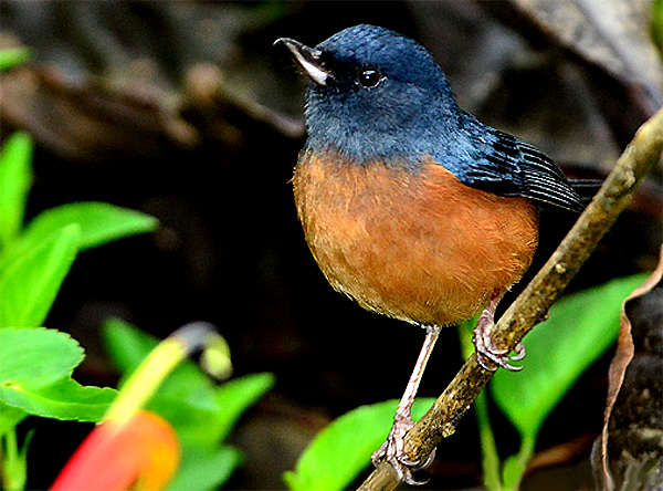 Bellas Aves de El Salvador: Diglossa baritula (pinchaflor) Residente