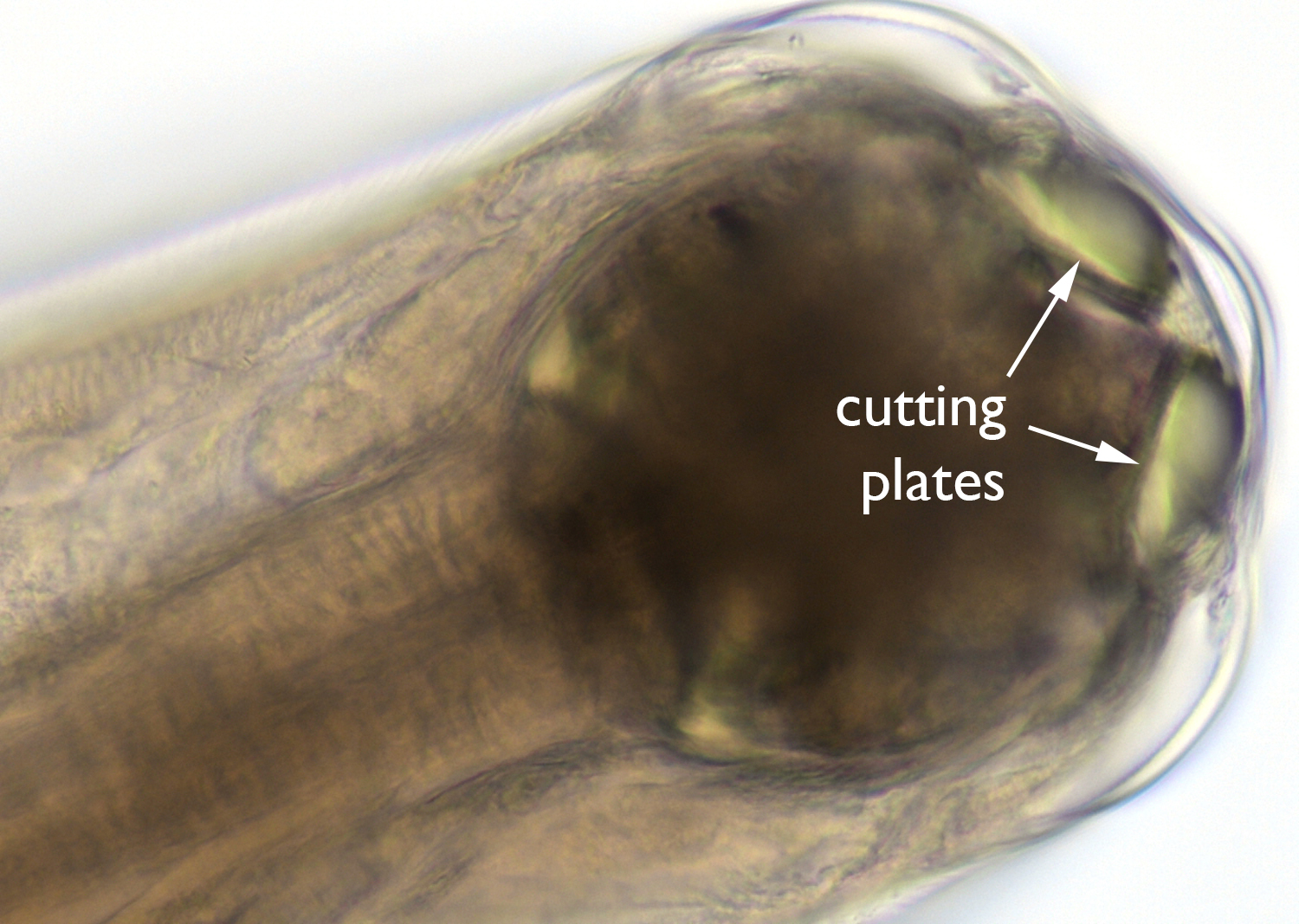 Creepy Dreadful Wonderful Parasites: November 2018