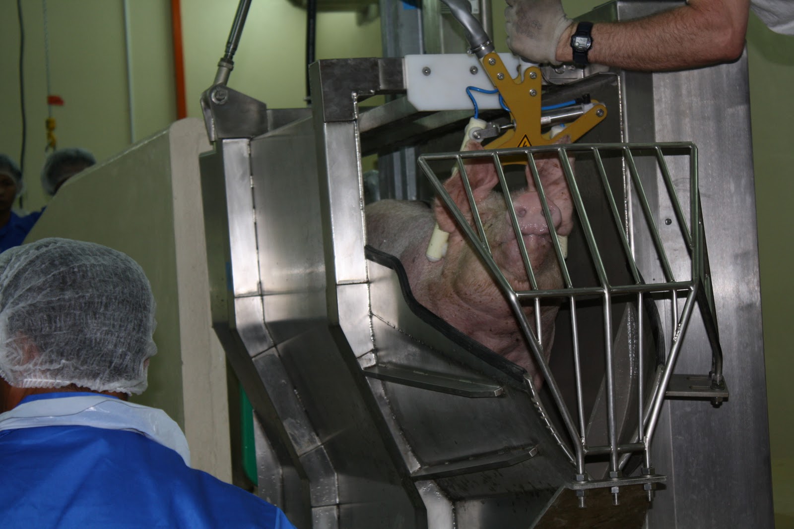 Pig Farming and Related Industry: Most Modern Abattoir in Asia