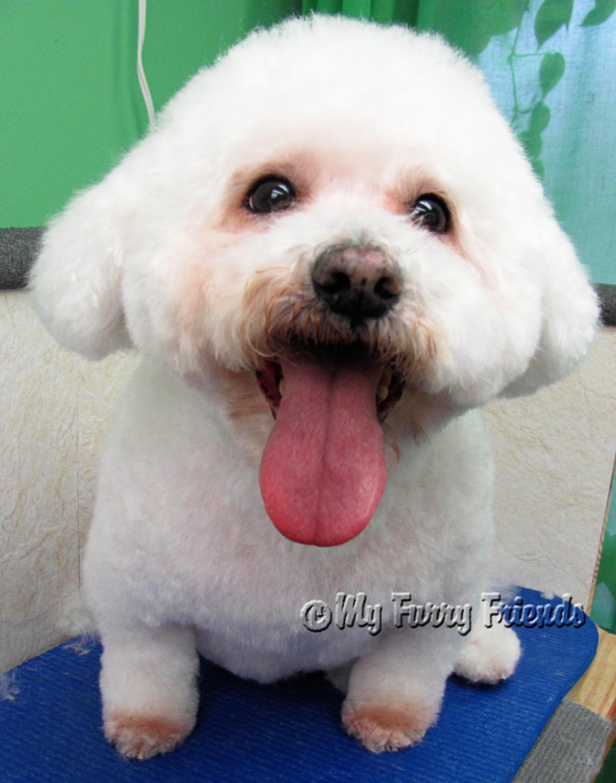 Pet Grooming: The Good, The Bad, & The Furry: Neat Round Feet