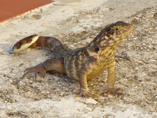 cavingliz non-cave albums: Lizards in Cuba