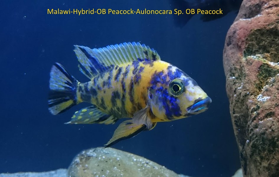 Thế giới Cá Ali - Ali Fish