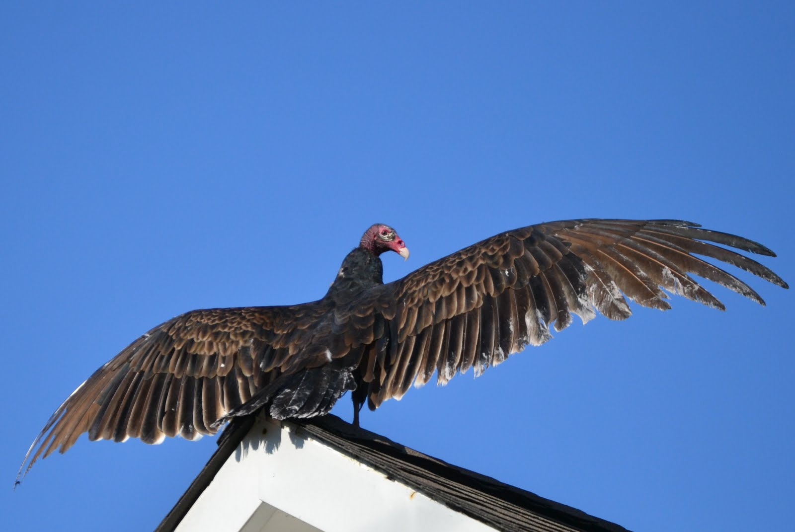 It's All About Purple: Turkey Vulture