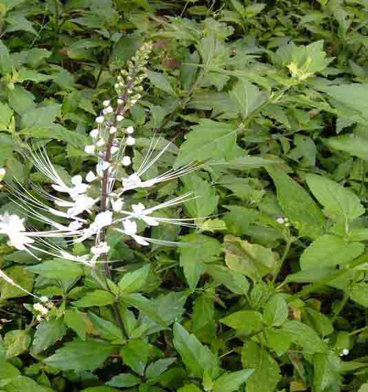 Herbal Plants: TIPS for planting and their uses: Common Herbal Plants