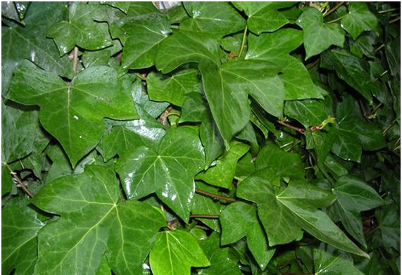 H E R B O L A R I A: F -K