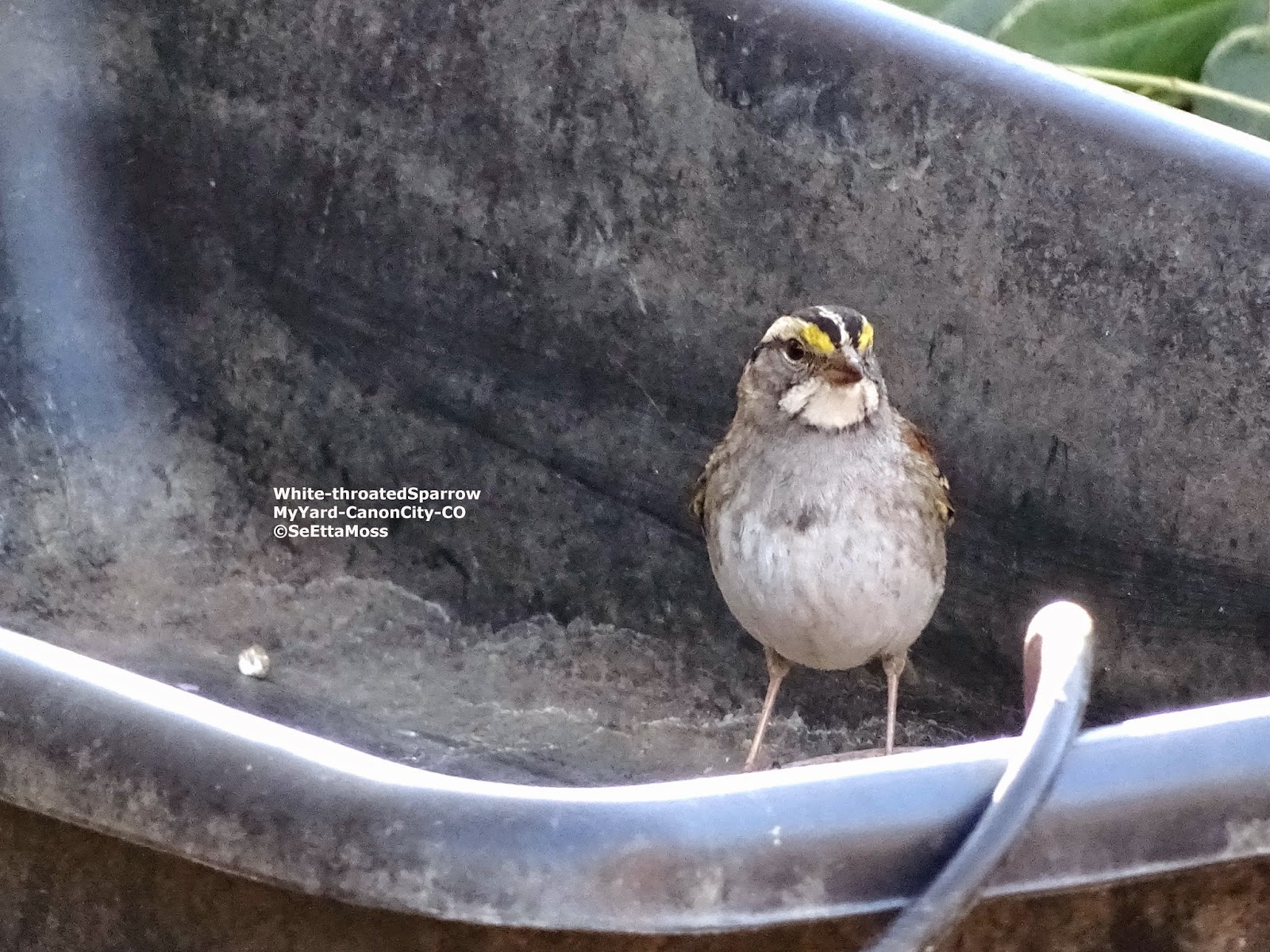Both tan and white morph White-throated Sparrows visiting my yard