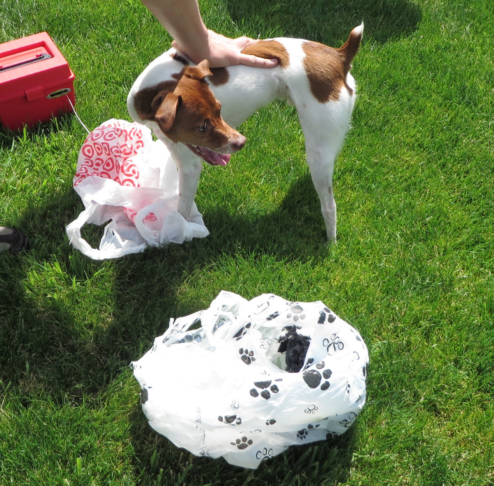 Out & About: D'light LOVES Zippity Dog Z lure by Wicked Coursing