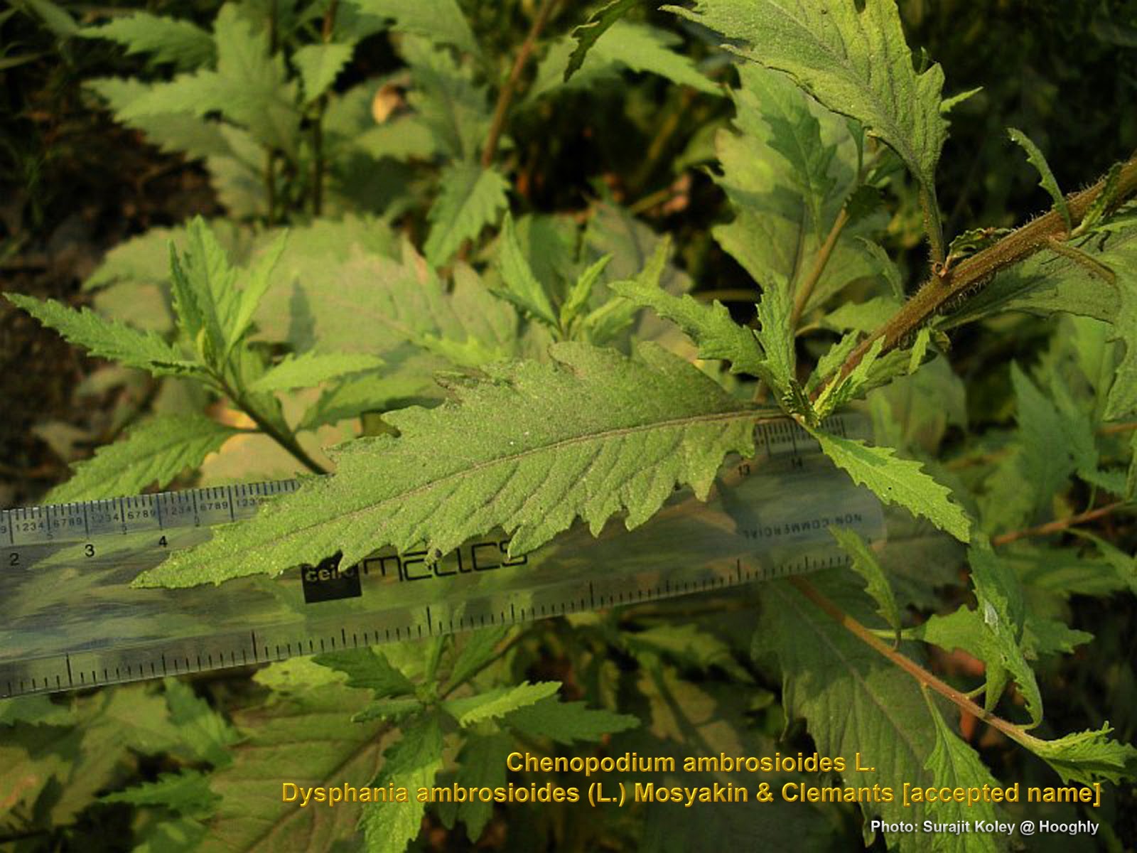 Medicinal Plants: Dysphania ambrosioides
