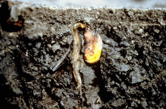 Urban Farmer: Pythium, Root Rot, and Damping Off Hydroponics & Soiless