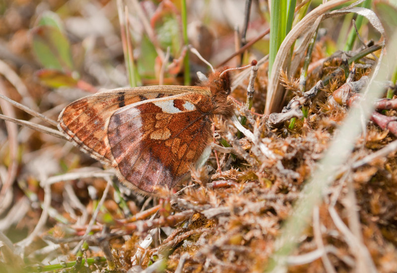 David's Bird and Nature Blog: Alaska Butterflies