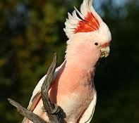 La fauna de Tais: Las Cacatúas