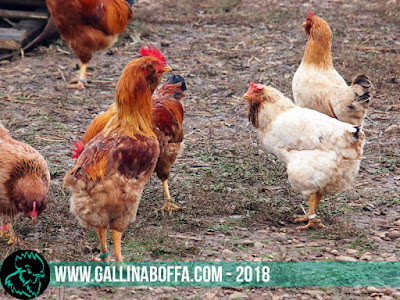 La gallina Boffa