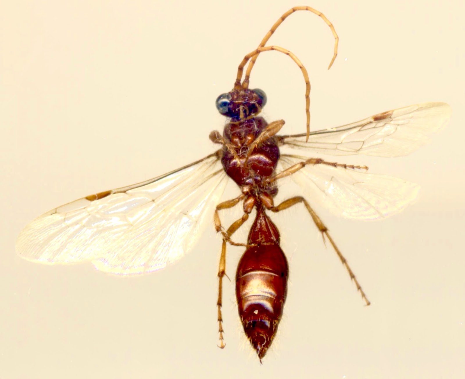 虫頭 ハイバチ Chyphotes属 Wasp