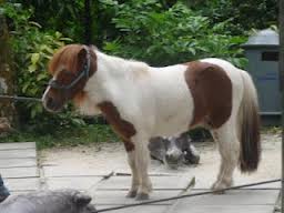 sunnah berkuda: Jenis Sang Kuda..