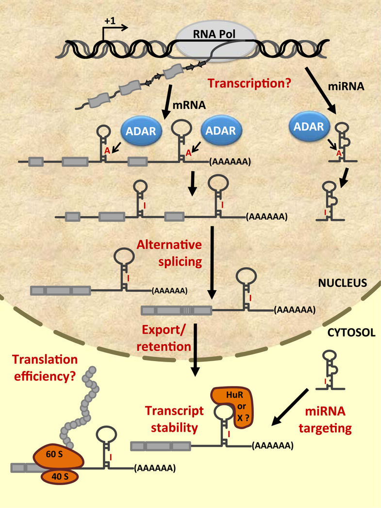 Modern Science refutes the Evolutionary theory: RNA editing - more ...
