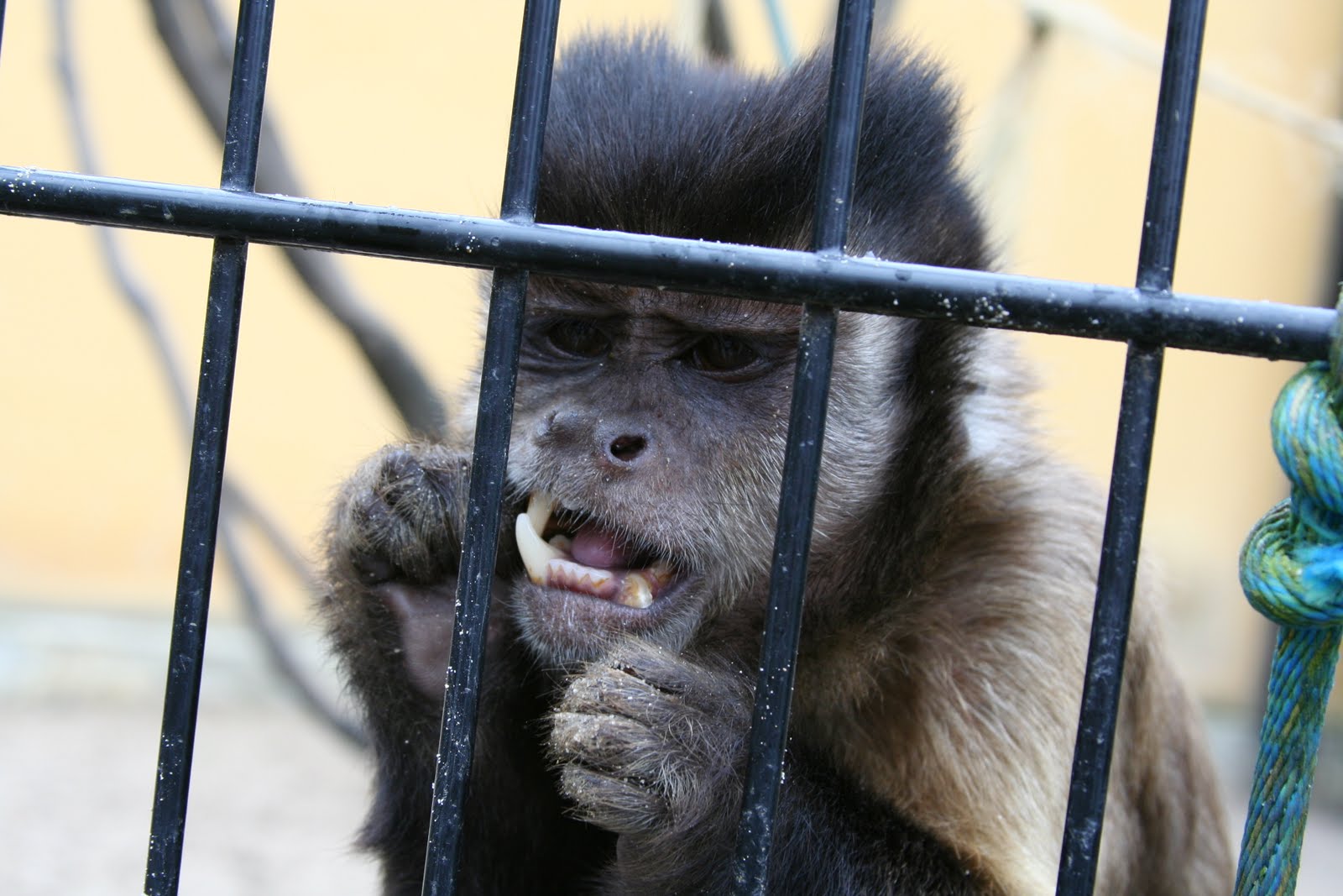 BelgiumBarb: Mondo Verde is... Magnificent!