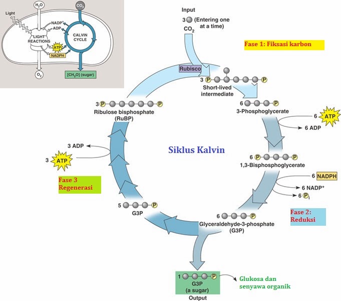 Fotosintesis Pada Tumbuhan Serta Reaksi Terang dan Reaksi Gelap ...