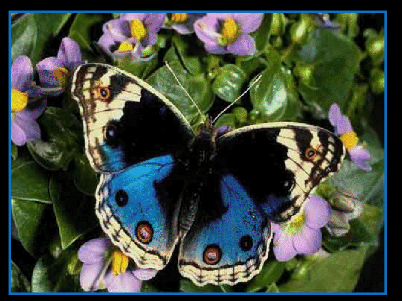 PARADISUL VERDE...: FLUTURI