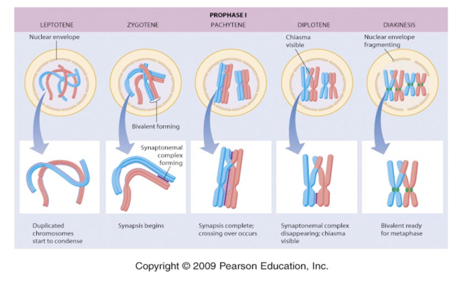 Ciencias de Joseleg: Cigoteno