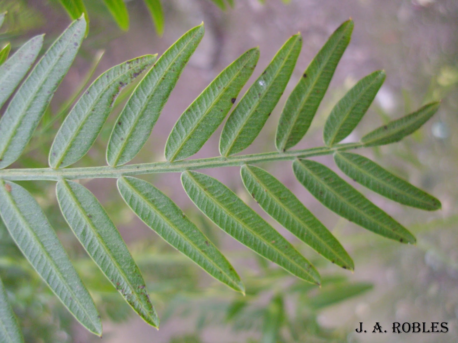 Silencio verde, la vida...: Schinus molle (falso pimentero)